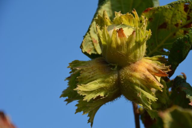 Major Hazelnut Producers – Honey&Hazelnuts